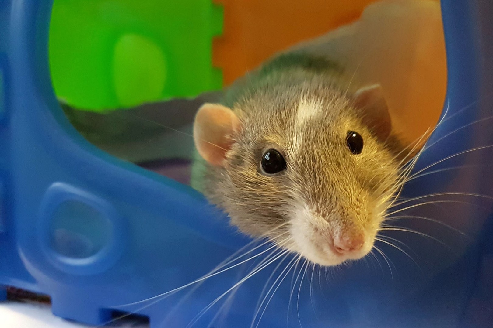 SOS Ongedierte: Ratten, (veld)muizen en andere knaagdieren