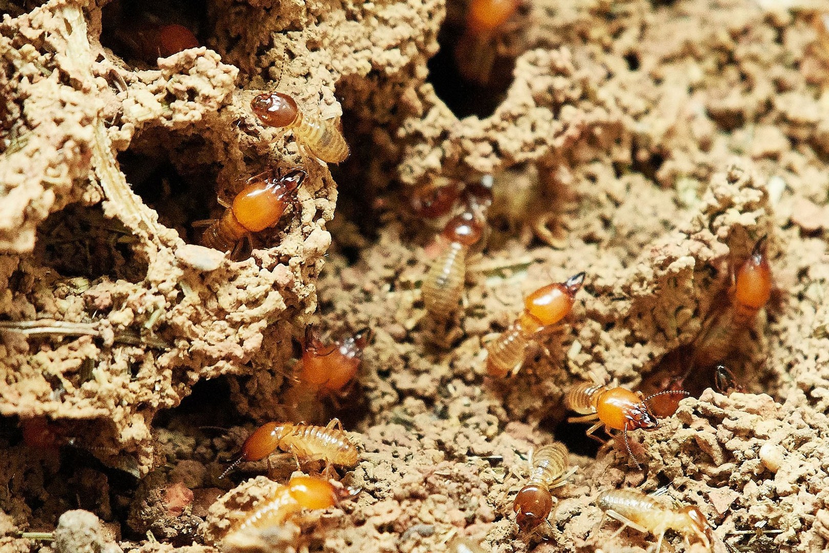 SOS Ongedierte: Schadelijke insecten bestrijden